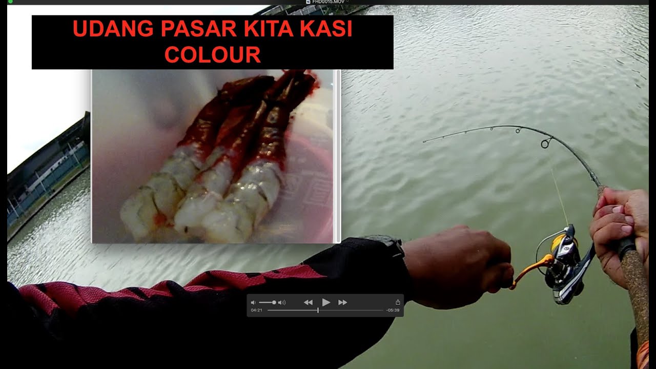 CASTING SIAKAP KOLAM BATU BATA,UDANG PASAR KITA COLOUR. - YouTube
