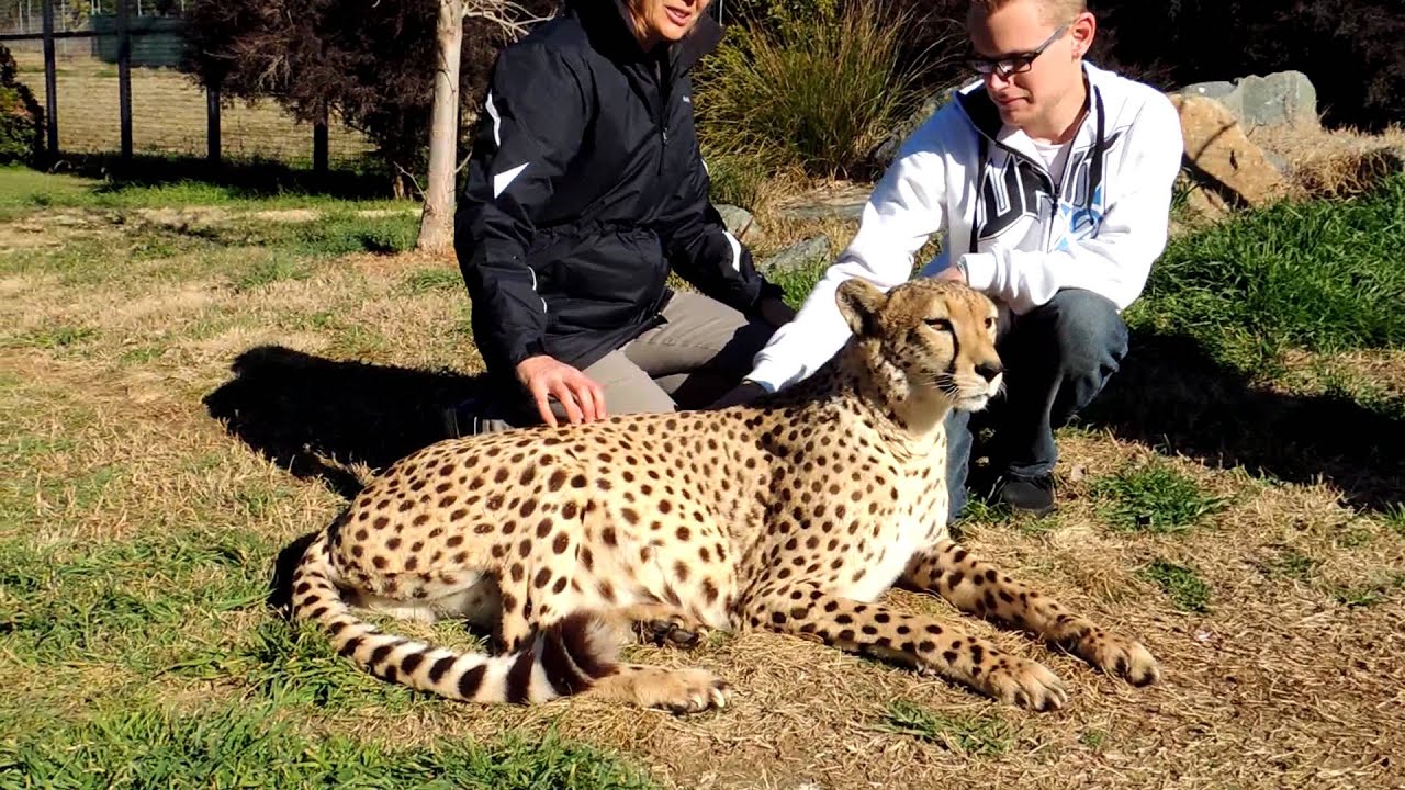 Cheetah Purring - YouTube