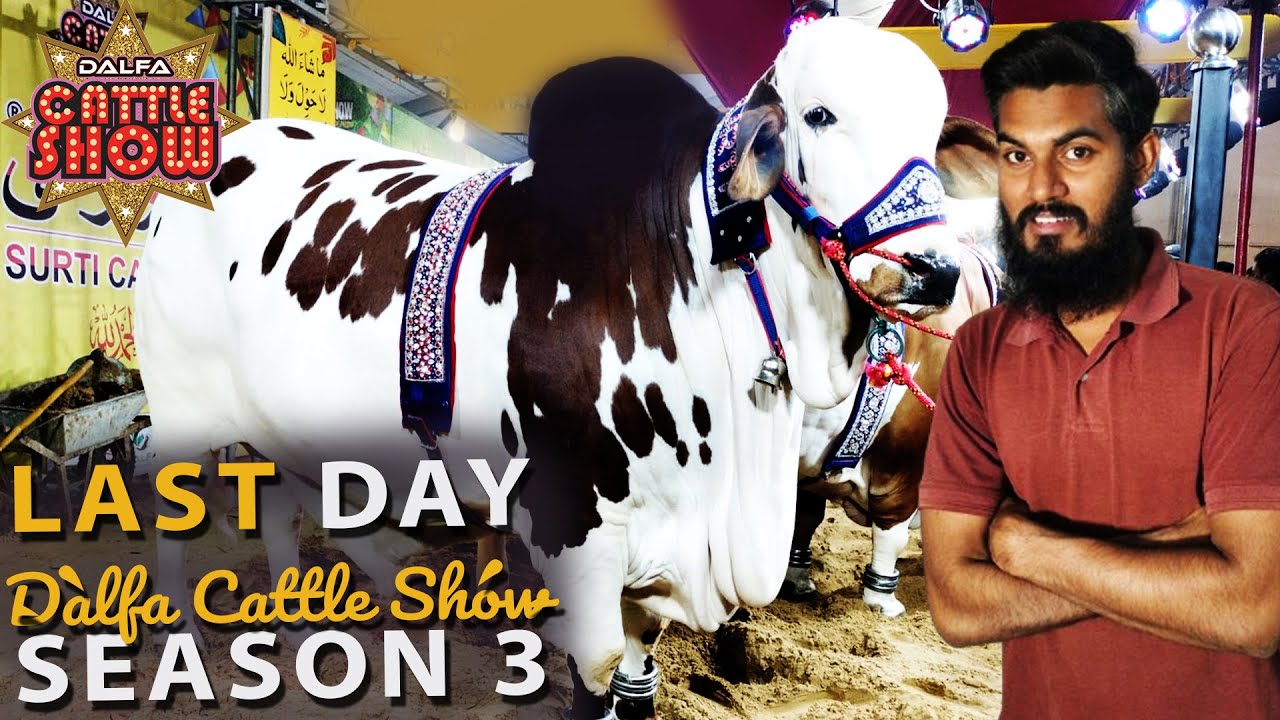 💥 Dalfa Cattle Show Season 3 💥 | Dalfa Cattle Show 2024 Season 3 Last ...