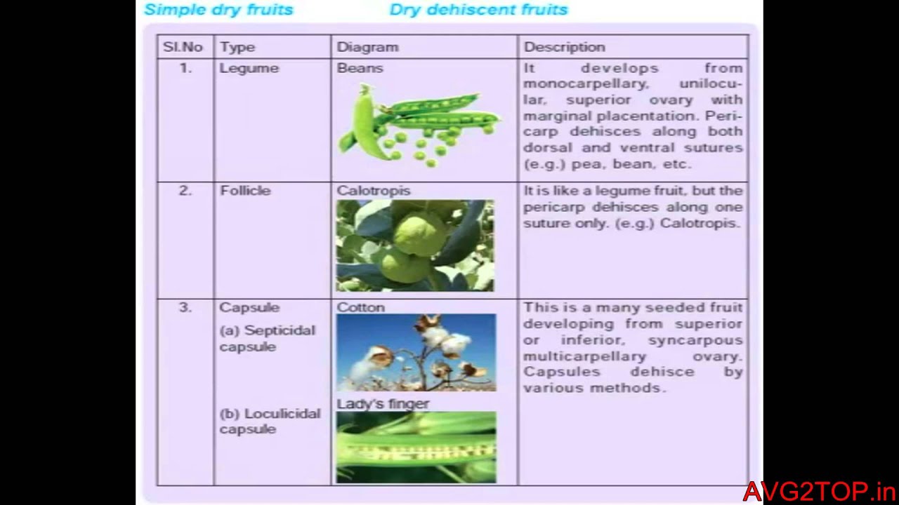 Classification Of Fruit- Simple Dry Fruit - YouTube