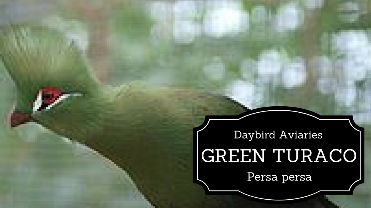 Green Turaco - Such an amazing aviary bird. - YouTube