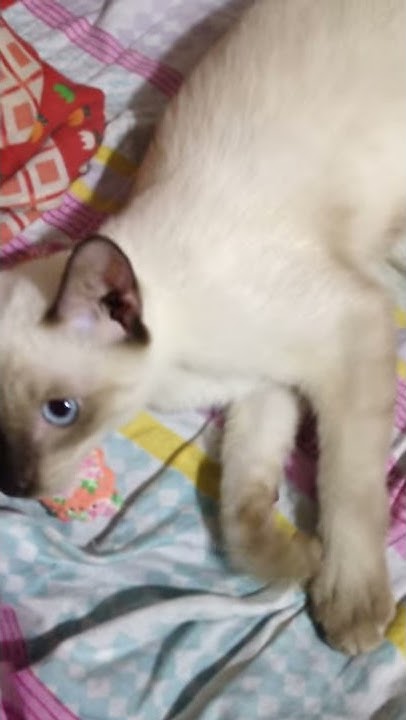 Poro My First Cat - YouTube