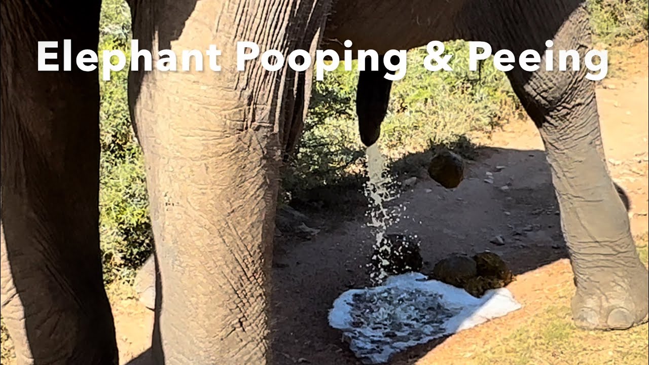 Elephant Pooping & Peeing (South Africa) - YouTube