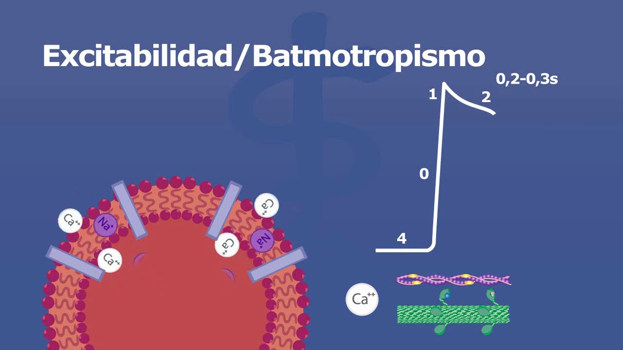 Propiedades del corazón - Excitabilidad o Batmotropismo - YouTube
