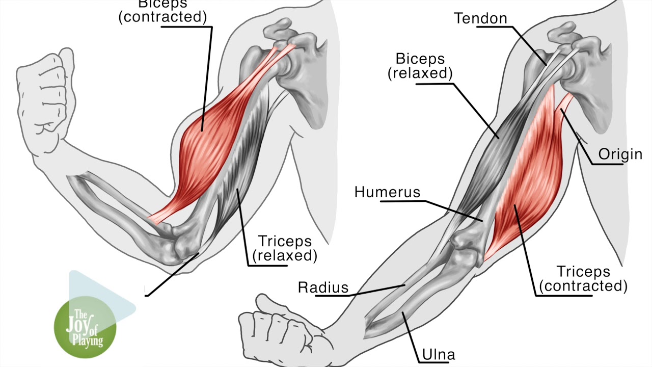 EQUILIBRE MUSCULAIRE - MARC PAPILLON - YouTube