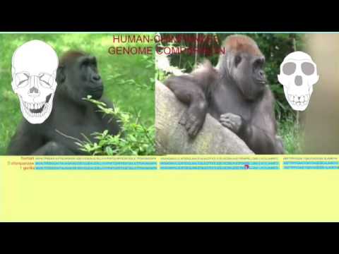 GENOME DIFFERENCES BETWEEN HUMANS & CHIMPS 1 - YouTube