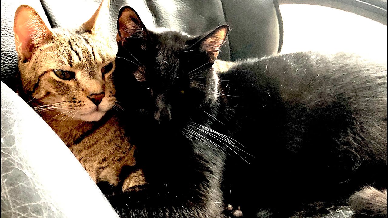 💙💛 CUDDLING CATS BRING COMFORT 💛💜 - YouTube