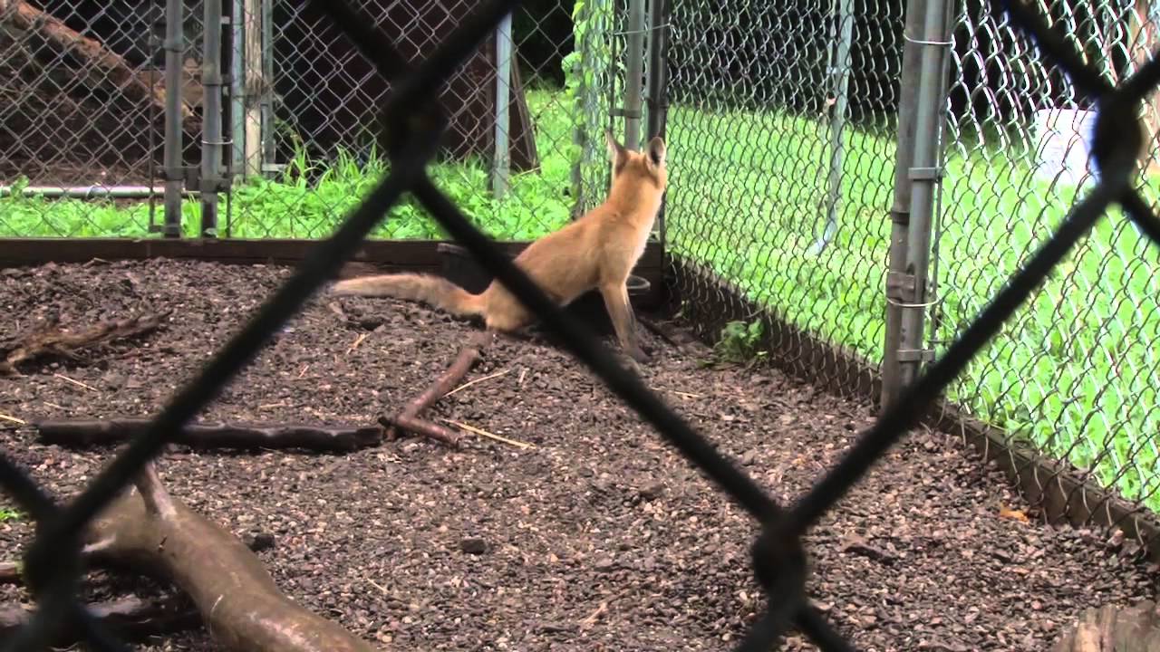 Three foxes get released into the wild - YouTube