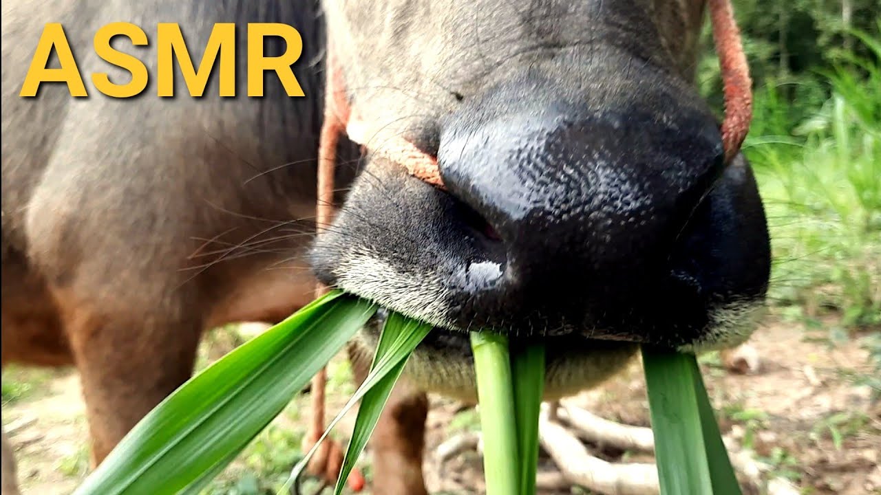animal big asmr buffalo very tasty grazing animals ASMR Big beasts, eat ...