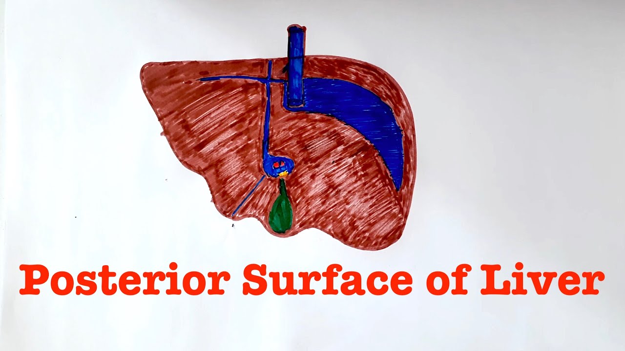 How to draw Posterior Surface of Liver in easy way - YouTube