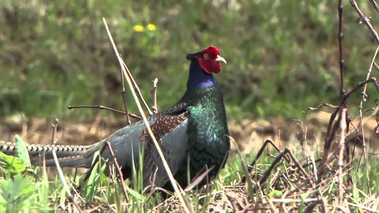 Game fowl & National bird Pheasant singing 国鳥で狩猟鳥キジが鳴く 母衣打ち - YouTube