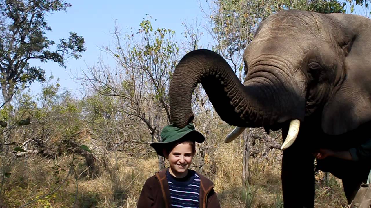 Elephant steals hat in Botswana - YouTube