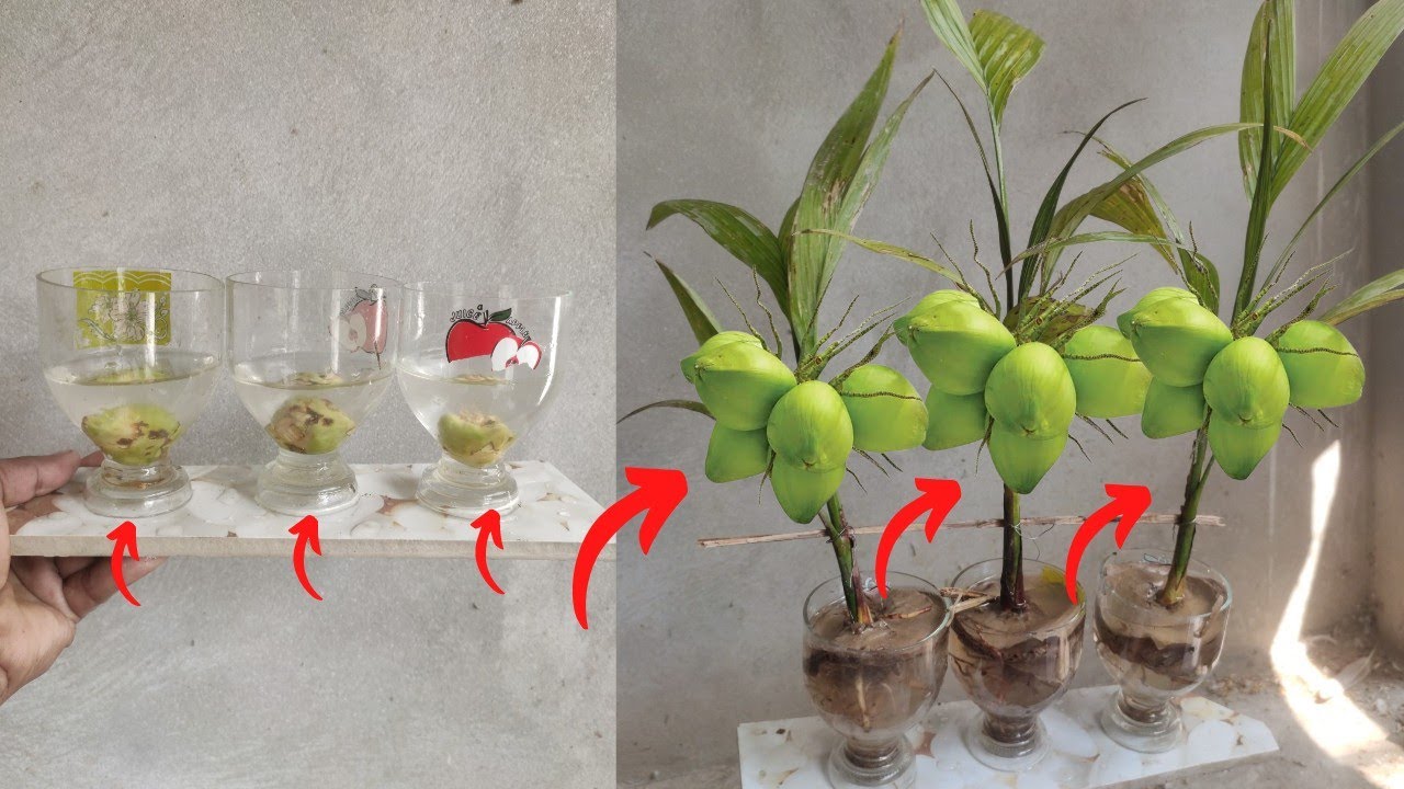 Creative Method how to grow coconut tree with glass - YouTube