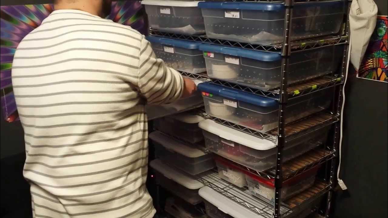 Ball Python Collection- Snake room at Queen City Constrictors - YouTube