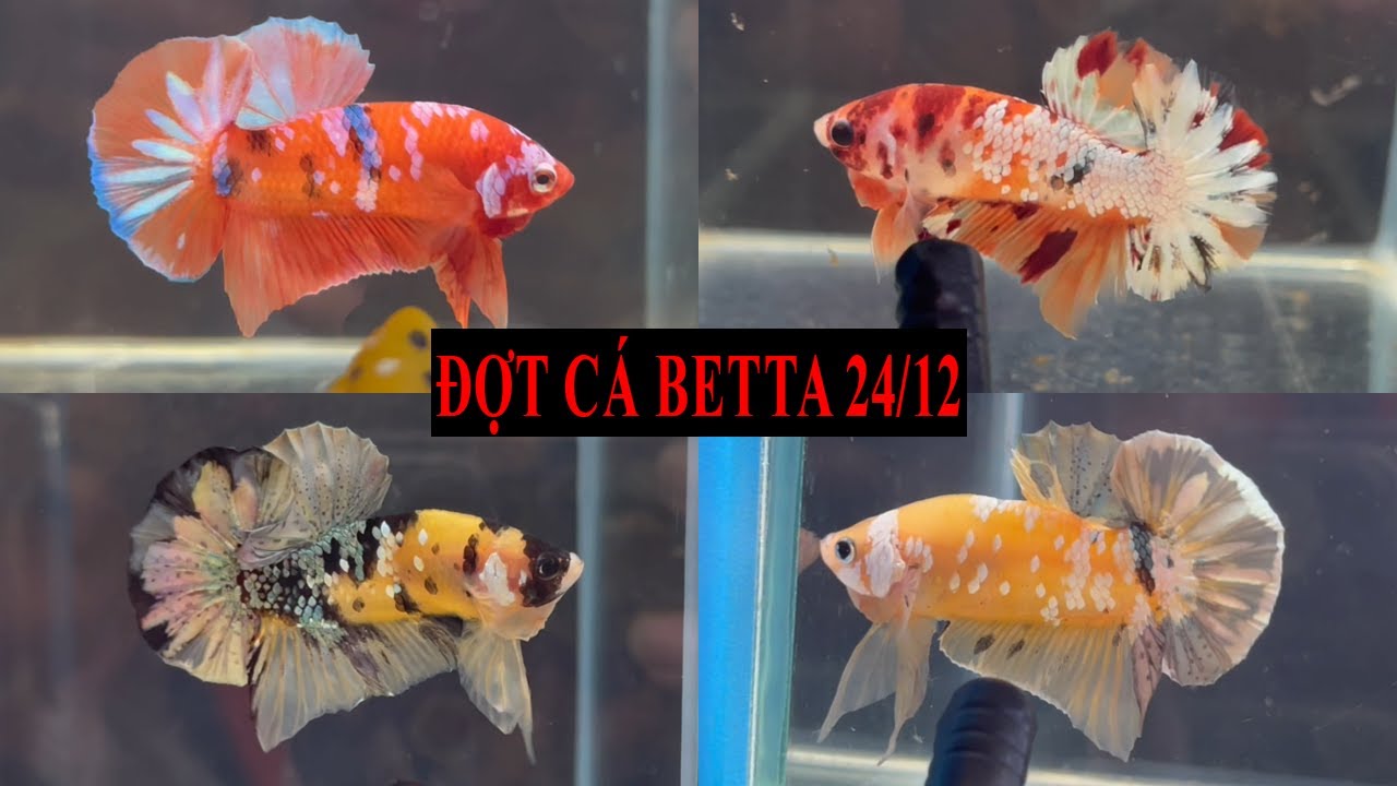 Đợt Cá Betta 24/12 Halfmoon Yellow Copper Nemo Copper C4 BETTA SHOP ...