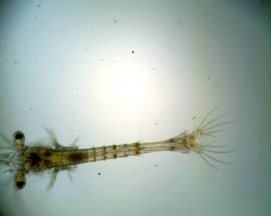 Penaeus monodon Mysis-II - YouTube