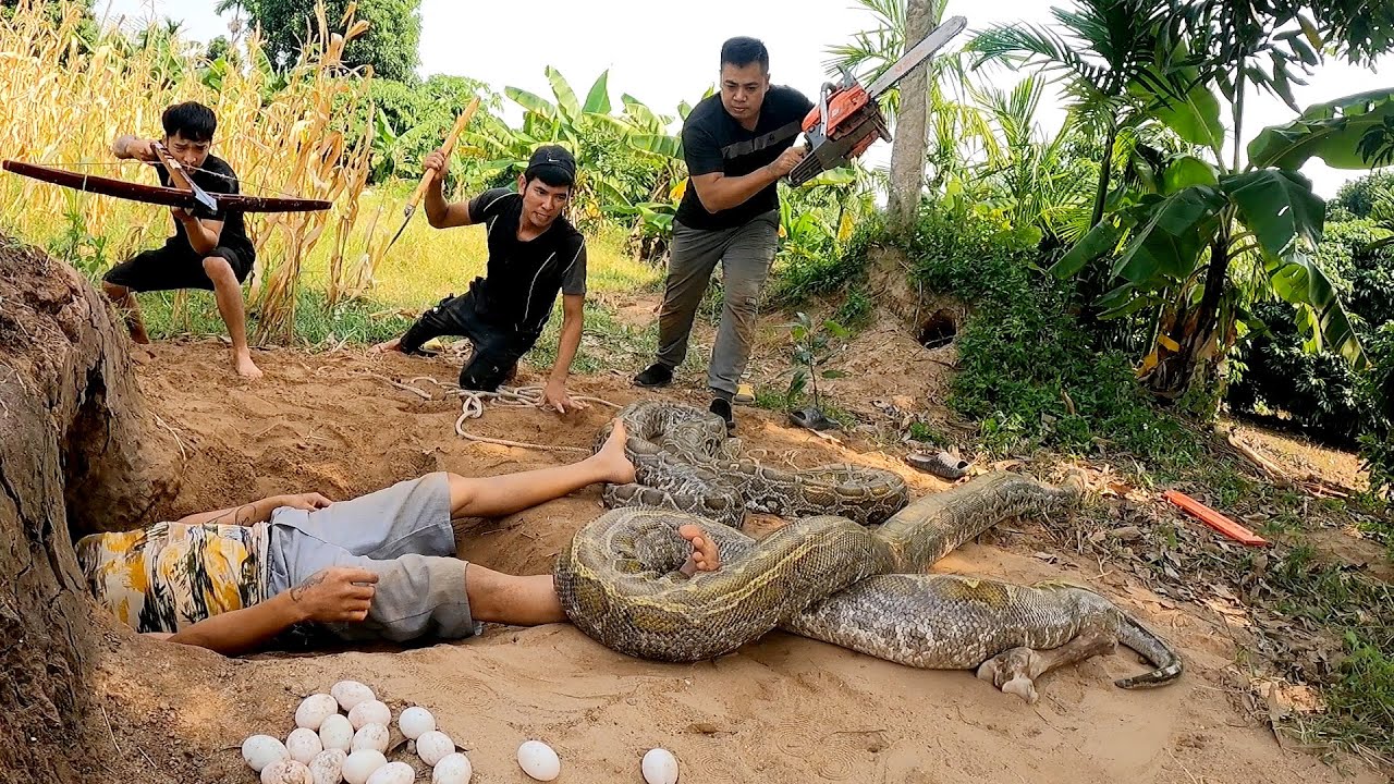 3 Brave Hunters Confront 2 Ferocious Giant Pythons Lays 100 Eggs To ...