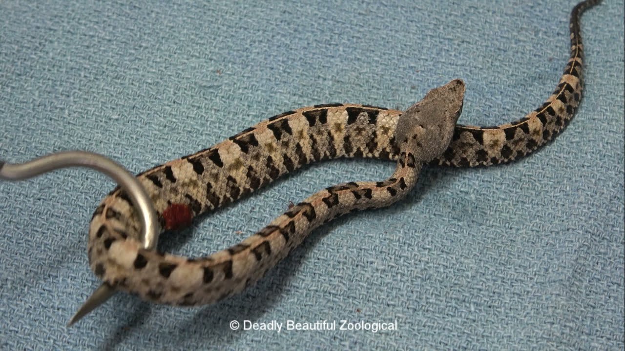 Hognose Pit Vipers - YouTube
