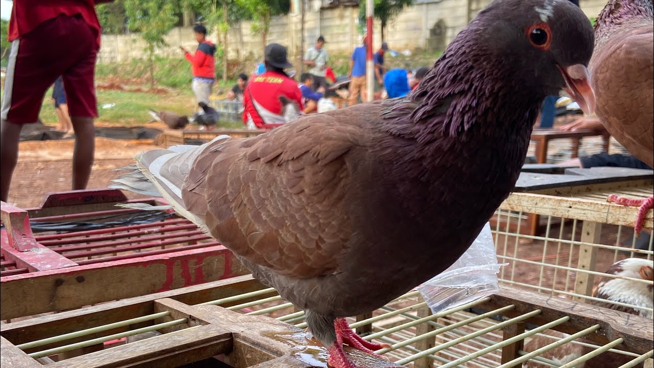 Merpatiku sebayak ini? #merpati #merpatiku #merpatikolong #merpatibalap ...
