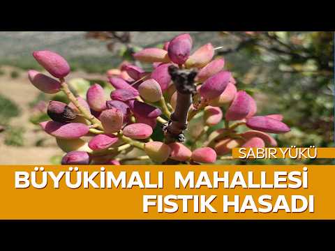 Fıstık Hasadında Sabır Ve Emek! Büyükimalıda Fıstığın Tarladan Sofraya Yolculuğu | Sabır Yükü