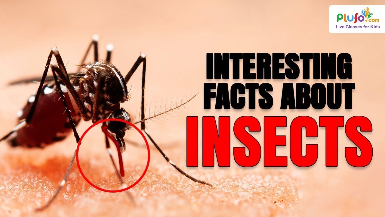Interesting facts about insects | Interesting Facts | Insects Video ...