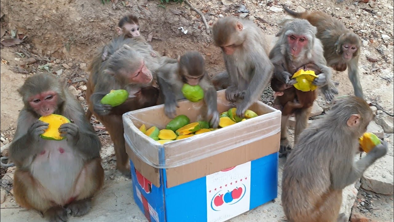 Caring and loving video of monkey & dog - YouTube