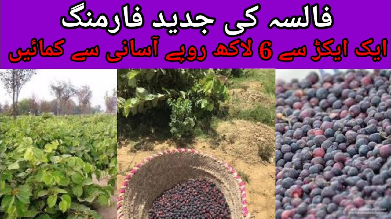 Falsa Farming in Pakistan | How to start falsa Farming - YouTube