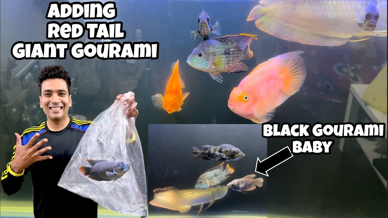 Black Gaint Gourami | Red Tail Gaint Gourami Baby | Adding New Fish to ...