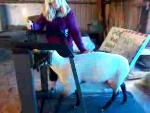Lamb on a Treadmill - YouTube