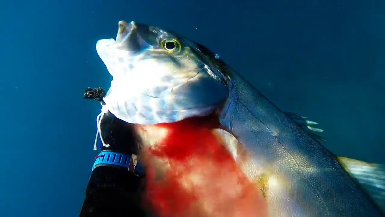 Rob Allen 110 back in business - YouTube