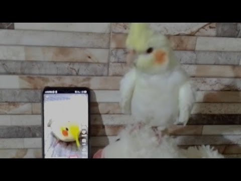 Adorable Cockatiel's reaction to cookie song |cute pet |Bird enjoying ...