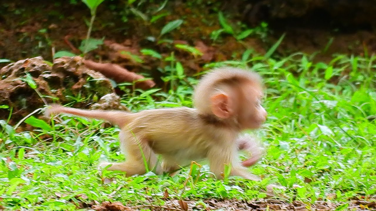 ROBIN VERY ADORABLE. WHAT'S ROBIN SPEAKING WITH MAMA? ROBIN PLAY ON ...
