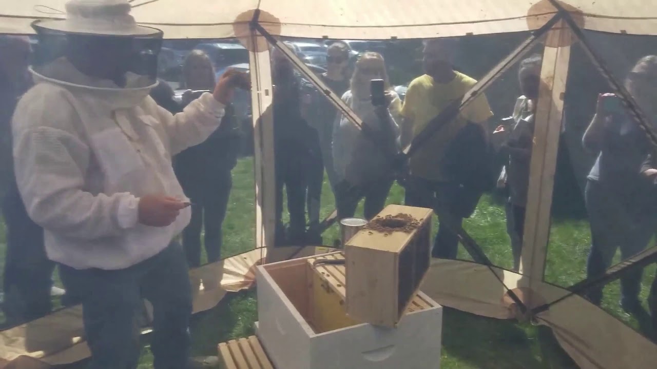 Inside the Bee Tent Installing Bees - YouTube