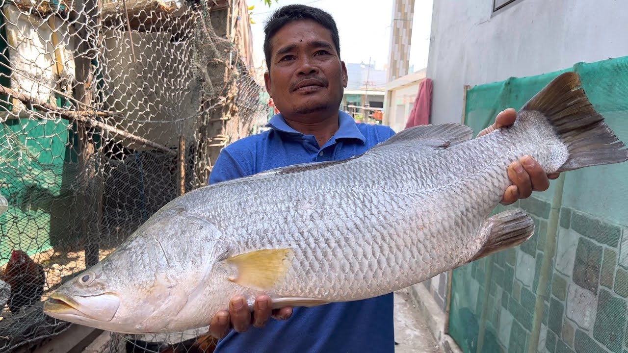 Cá Vược Biển 8KG Nấu Canh Chua Bông Súng Siêu Ngon | Ngư Dân Miền Tây ...