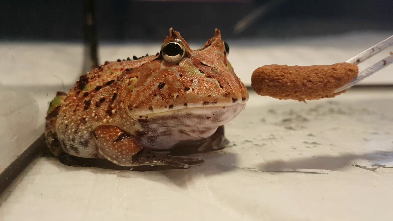 Otto eating a Pac Attack pellet - YouTube