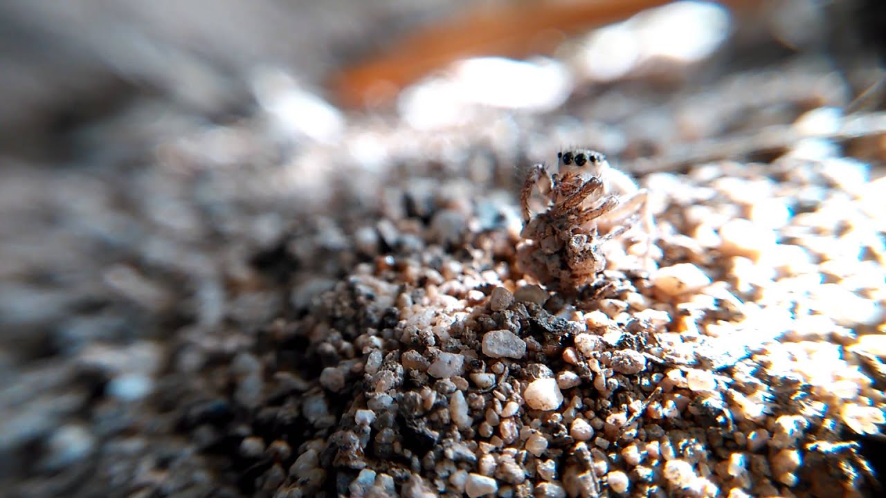Jumping spider - Arizona - YouTube