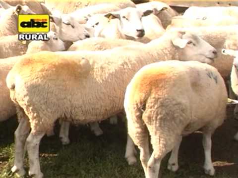 ABC Rural Tv - Programa completo Nº 614 - YouTube