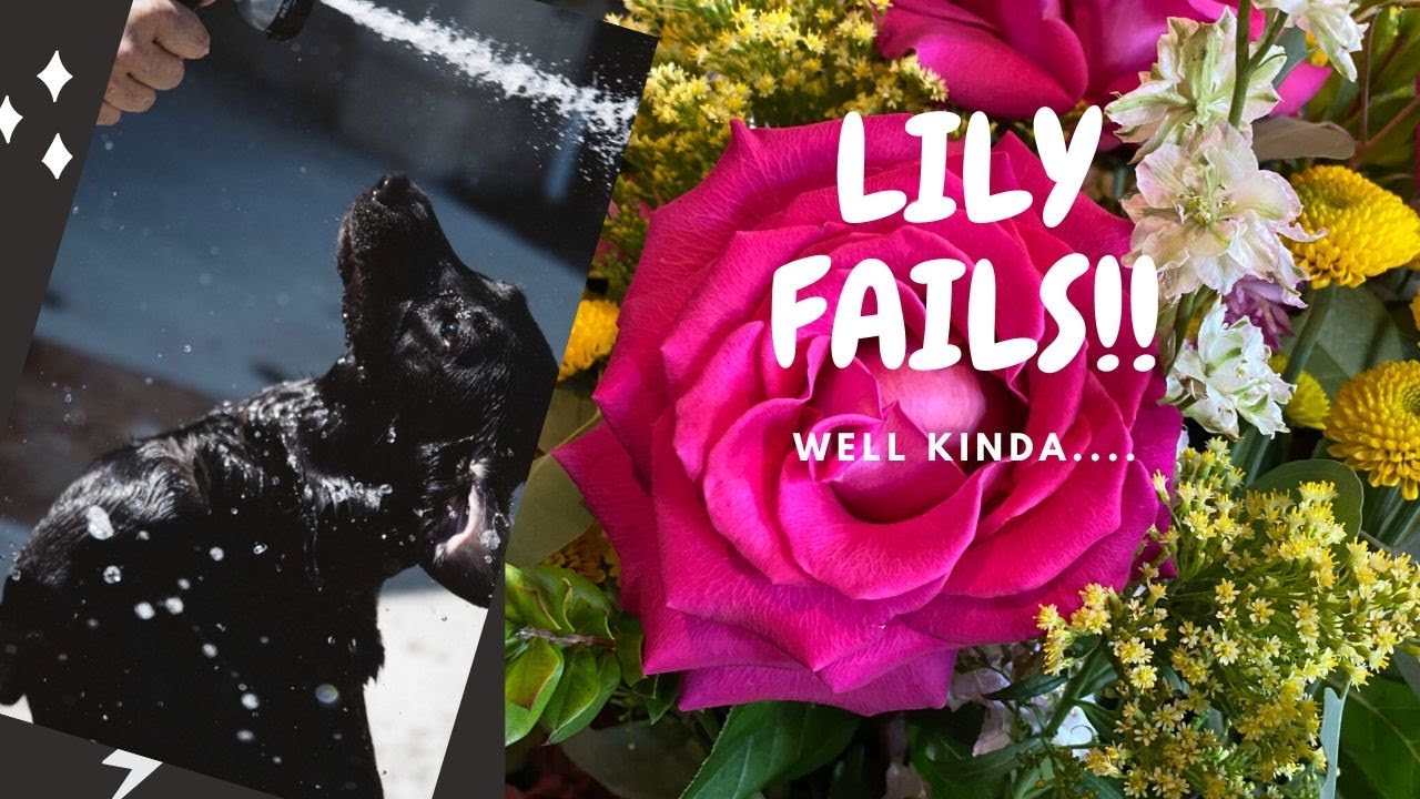 Can She Do It?| E76| VIOLET IS MY DOG! |VIOLETS ADVENTURES, family ...