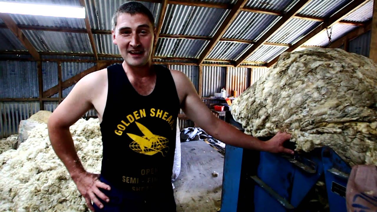World Champion Shearer Gavin Mutch - YouTube