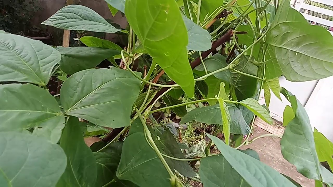 How to plant string Beans/Sitaw at home |Vegetable garden Ideas for ...