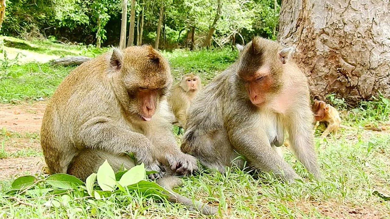 Sweetly falling sleep during she got grooming from mom ,Small Monkey ...