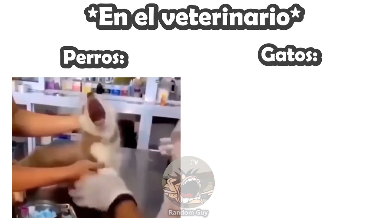 Ir Al Veterinario Perros Gatos Youtube