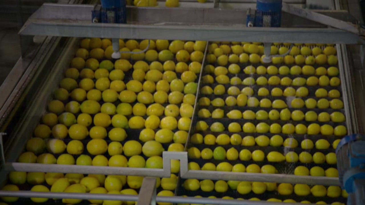 Lemons Packing House - YouTube