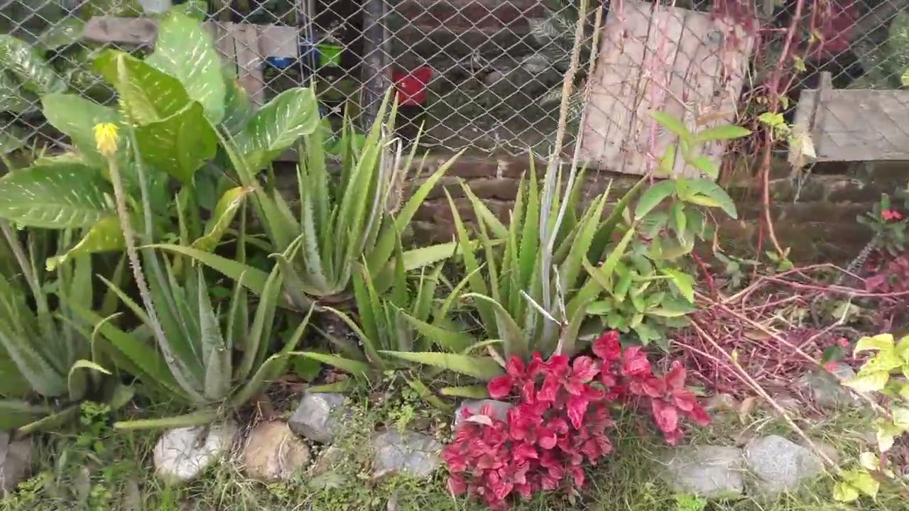 Flor de la Sábila/Aloe - YouTube