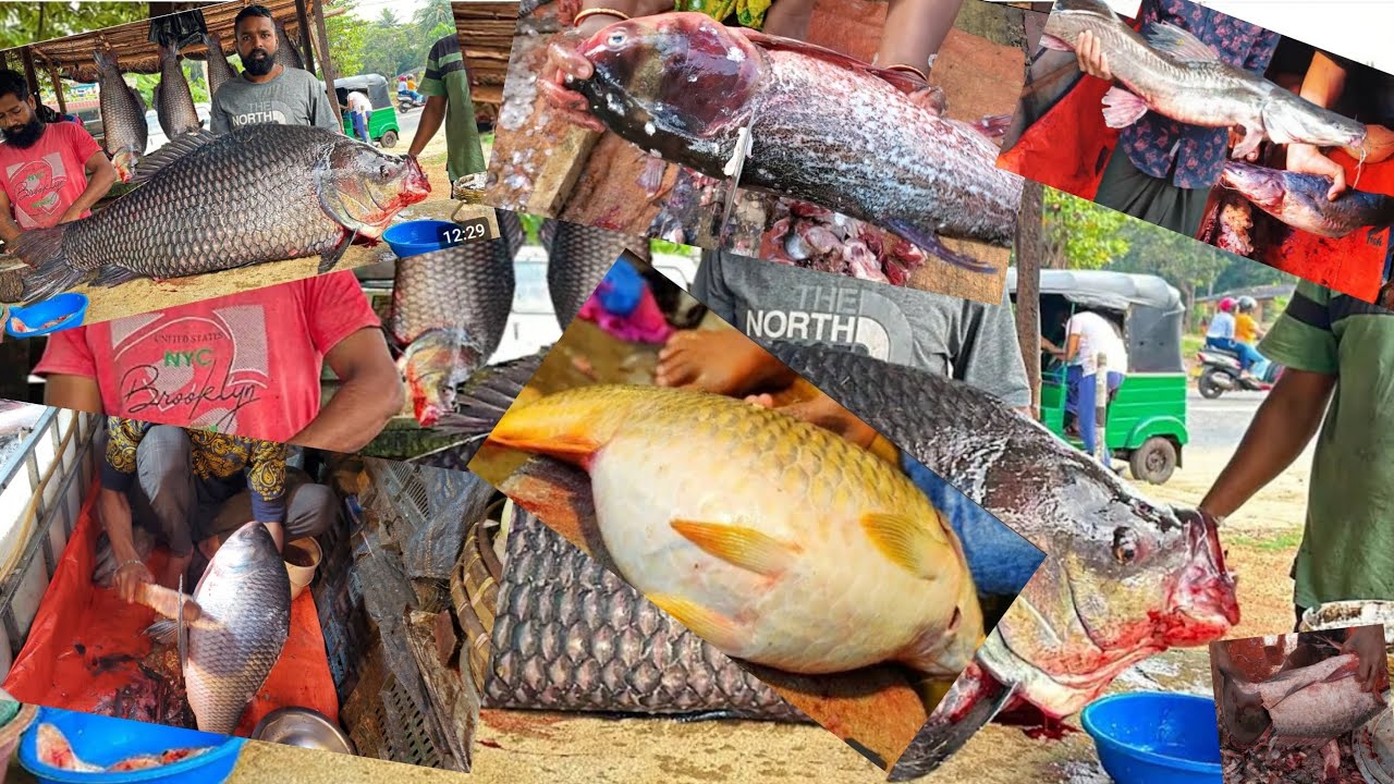 Amazing Cutting Skills | Big Rohu Mrigal & Katla Red Snapper Hilsa ...