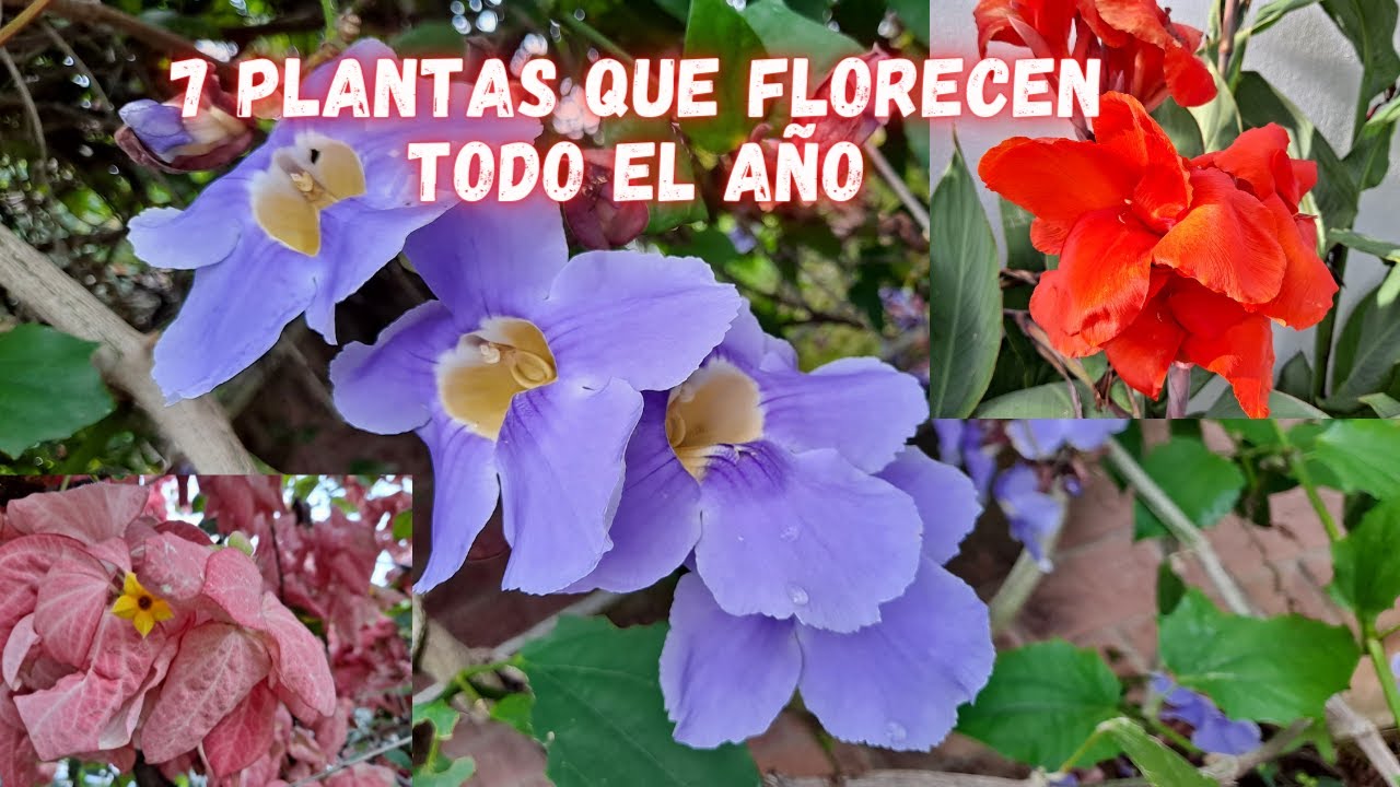 7 PLANTAS que FLORECEN todo el AÑO y NO Necesitan de Muchos CUIDADOS ...