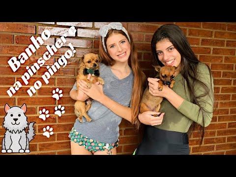 Bathing small dogs (little dogs) - Modelo Julinha