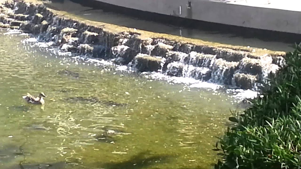 Baby ducks swim down waterfall to mom - YouTube