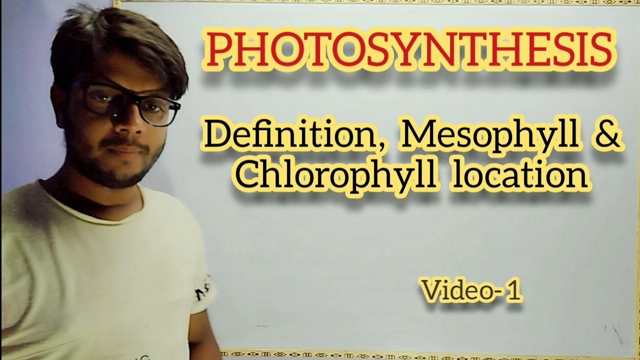 PHOTOSYNTHESIS l DEFINITION, MESOPHYLL & CHLOROPHYLL LOCATION. - YouTube