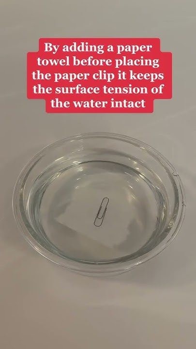 The Floating Paper Clip Experiment! #Science #STEM #ScienceExperiment # ...